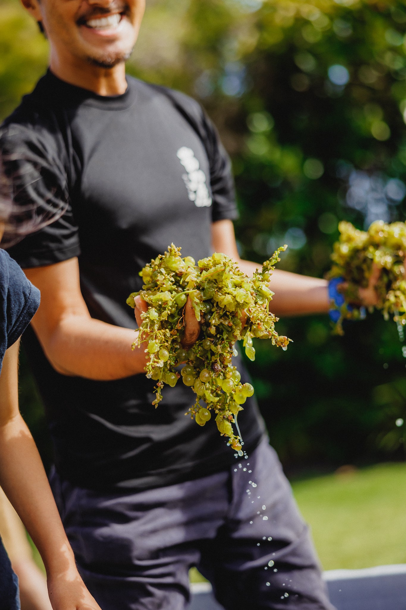 Our Story | Queensland's Larget Winery - Sirromet Winery